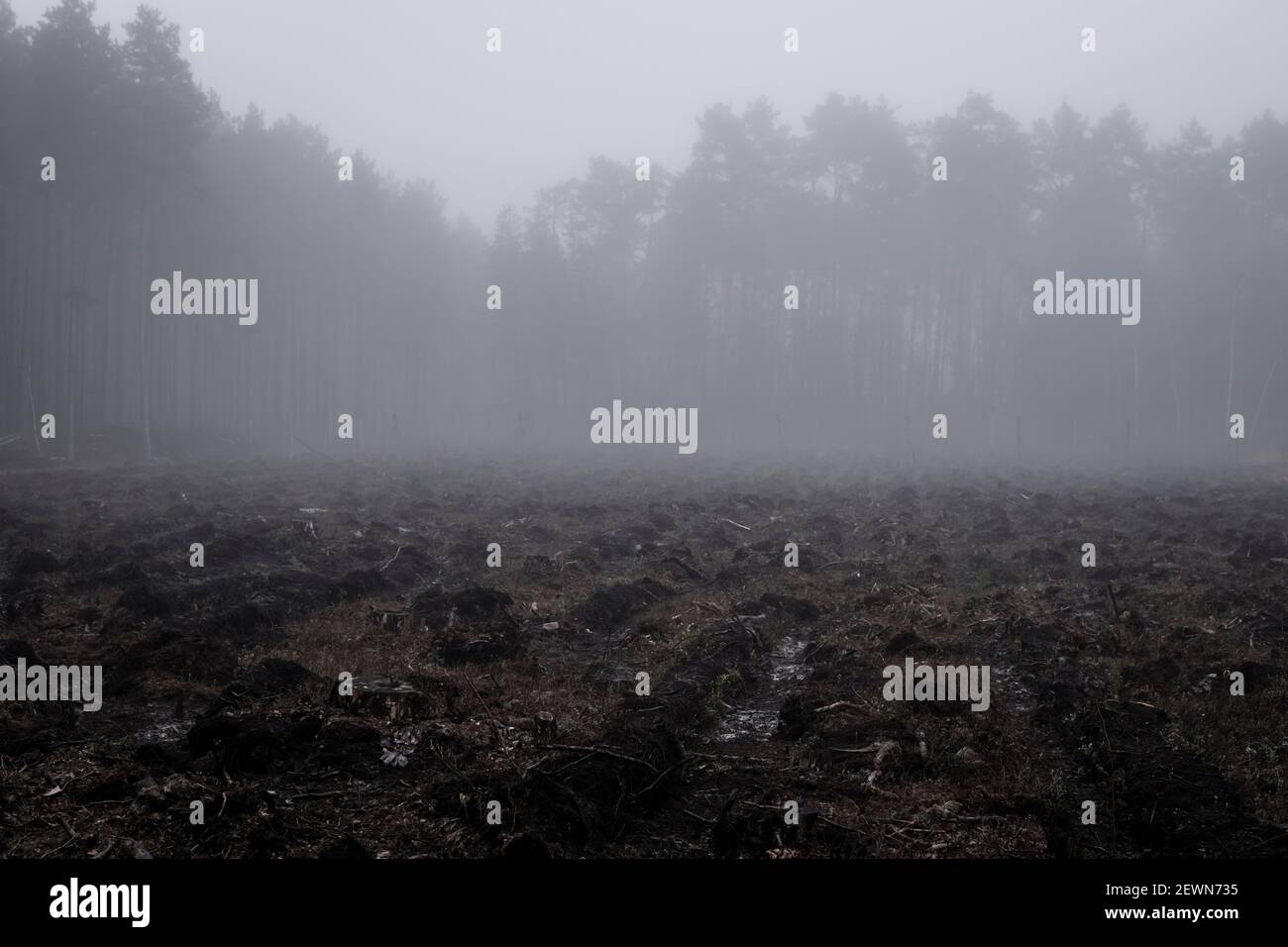 landscape during foggy day with clearing in the forest that was made ...