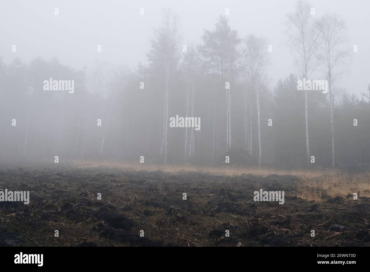 landscape during foggy day with clearing in the forest that was made ...