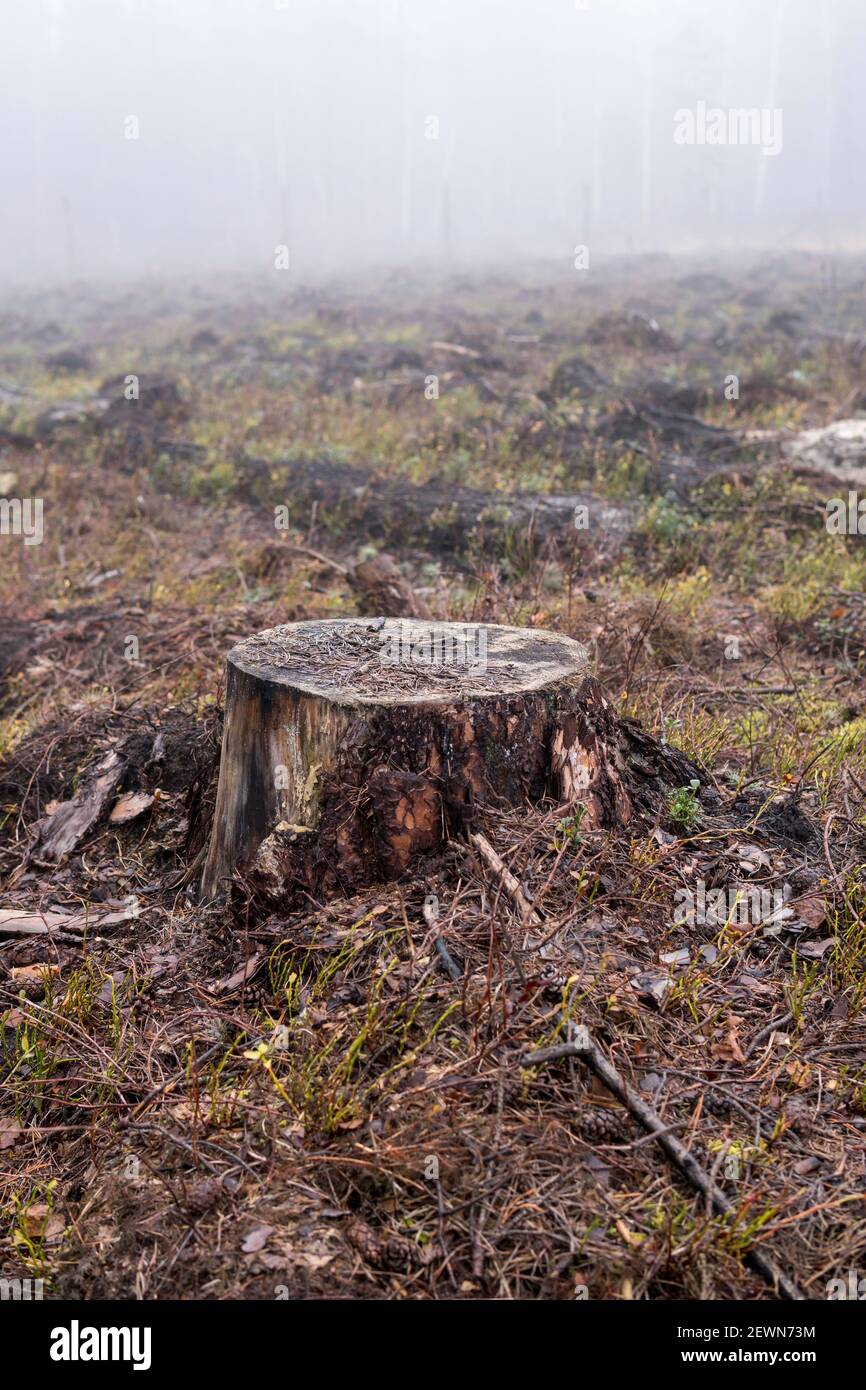 tree stump inside of woods after deforestation process during winter ...