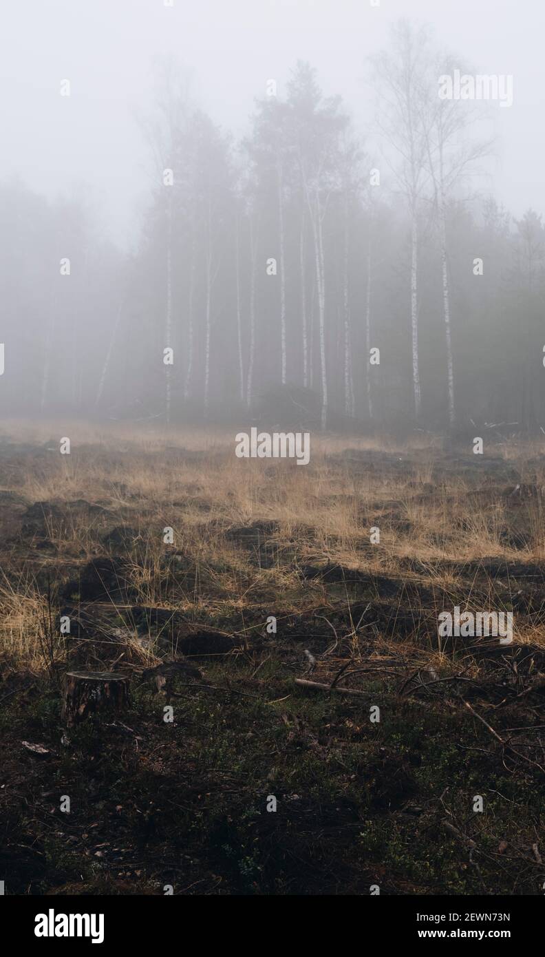 landscape during foggy day with clearing in the forest that was made ...