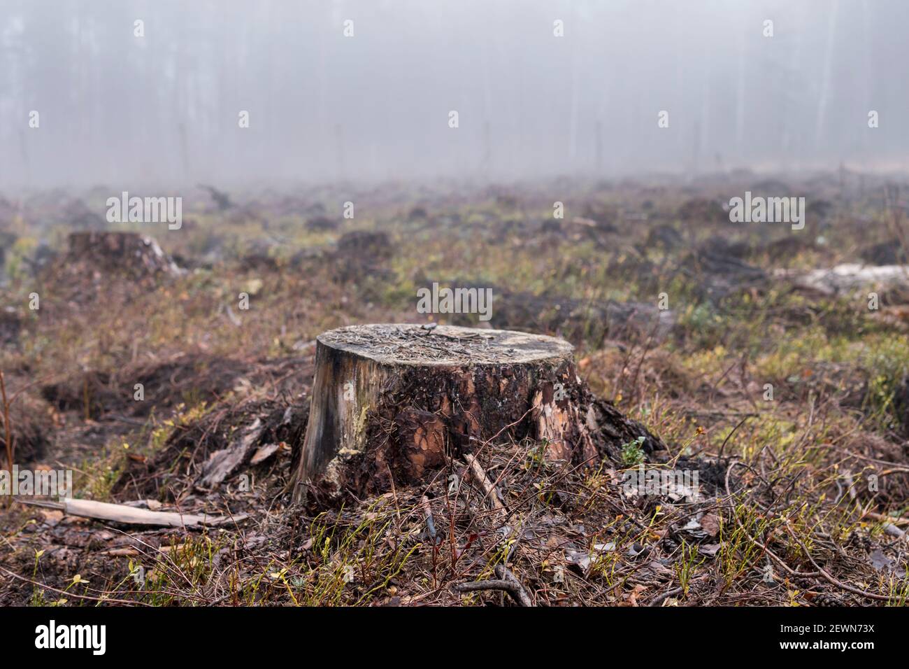 tree stump inside of woods after deforestation process during winter ...