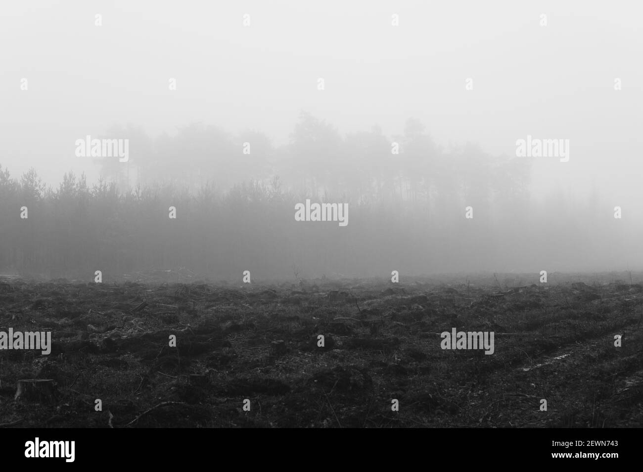 landscape during foggy day with clearing in the forest that was made ...