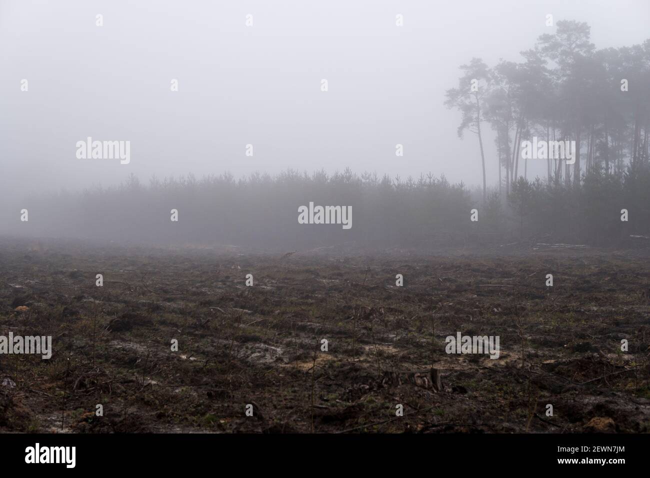 landscape during foggy day with clearing in the forest that was made ...