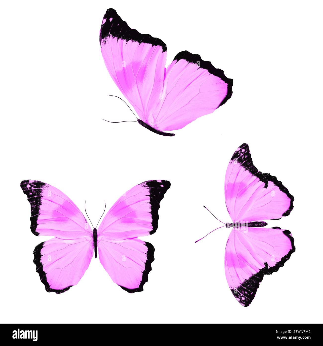 three purple butterflies isolated on a white background. High quality ...