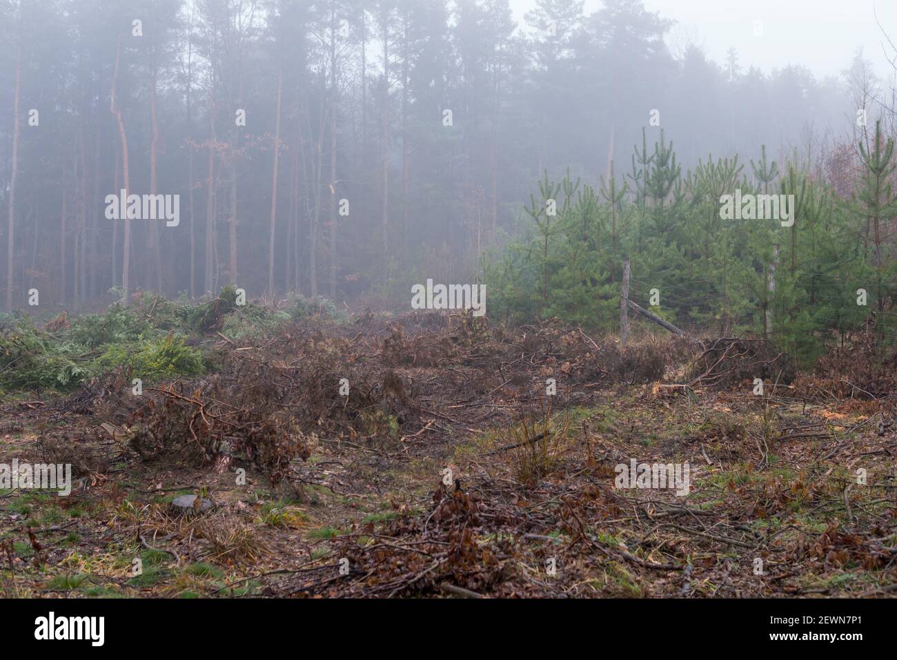 tree stump inside of woods after deforestation process during winter ...