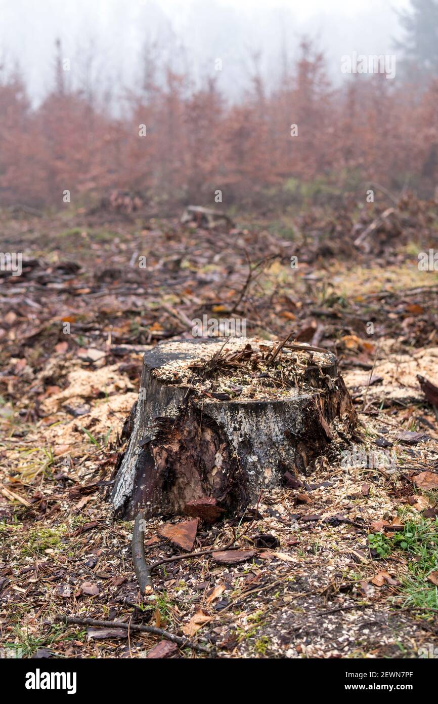tree stump inside of woods after deforestation process during winter ...