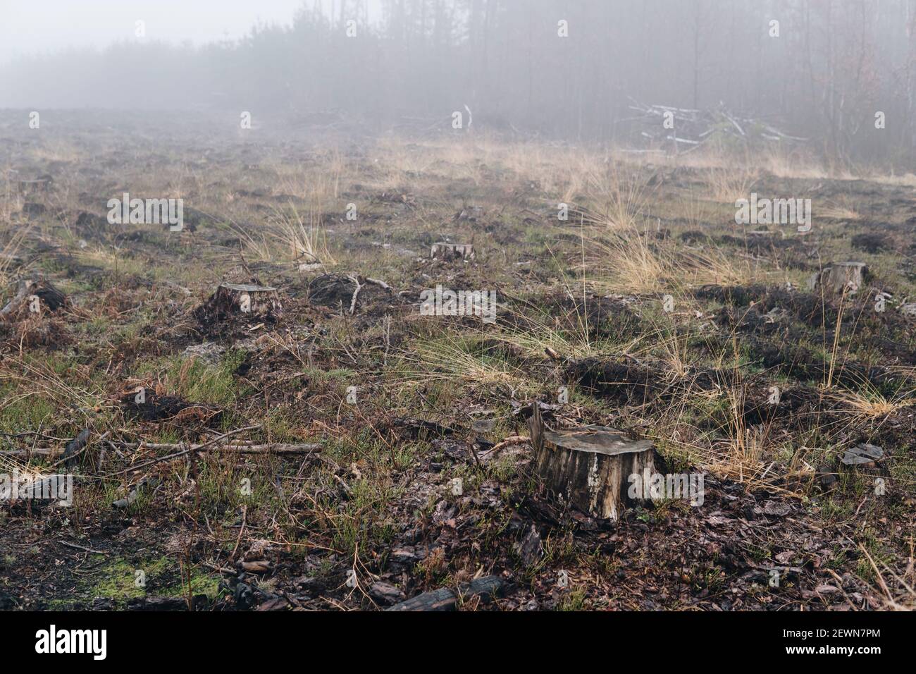 tree stump inside of woods after deforestation process during winter ...