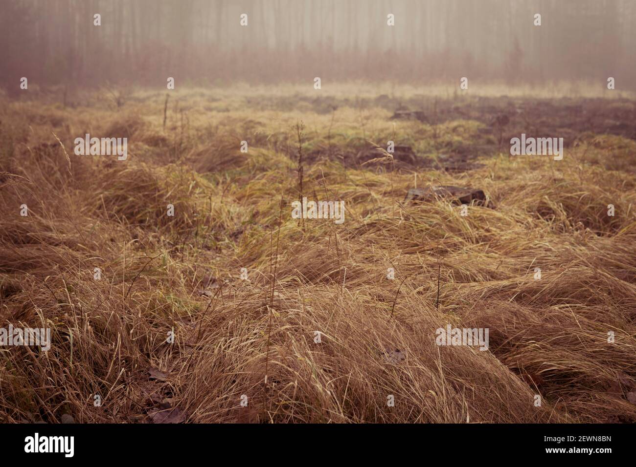 landscape during foggy day with clearing in the forest that was made ...