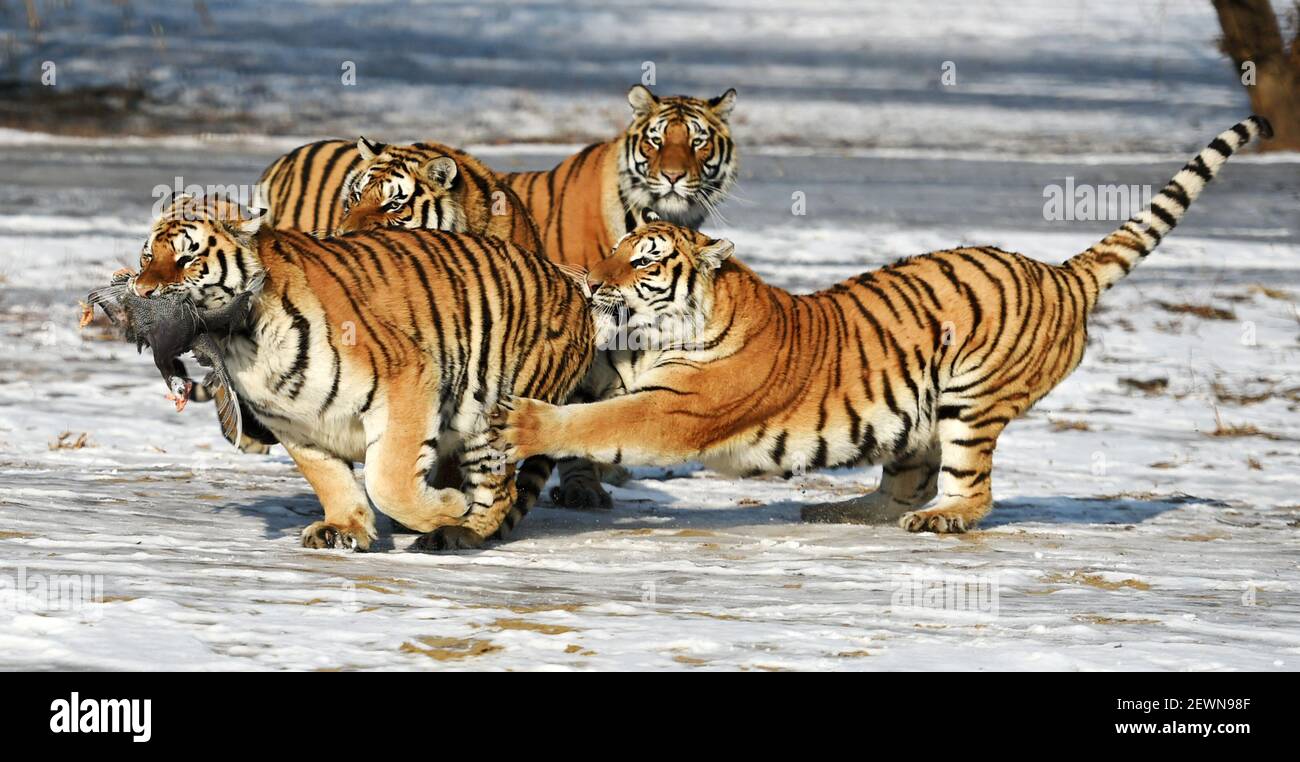 Siberian tigers catch a cock at the Siberian Tiger Park in Harbin ...