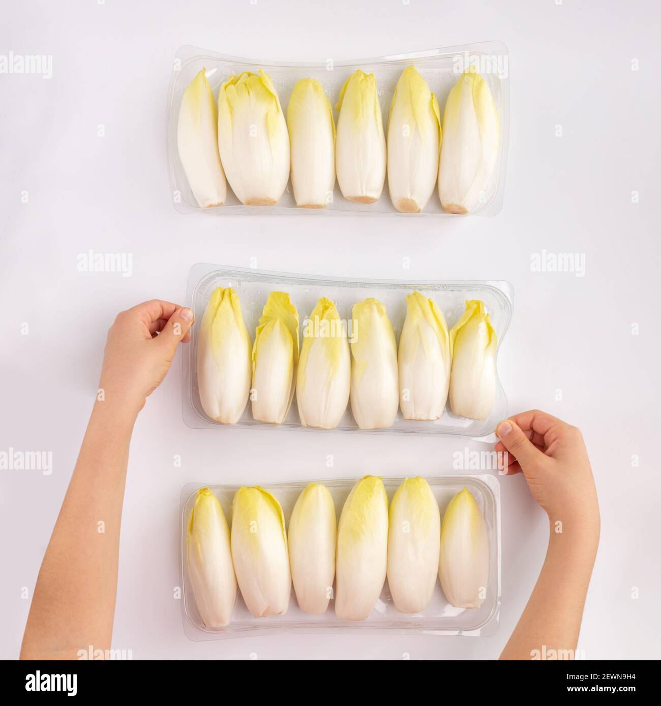 Belgian endive, witloof, row chicory root on wite background, top view ...