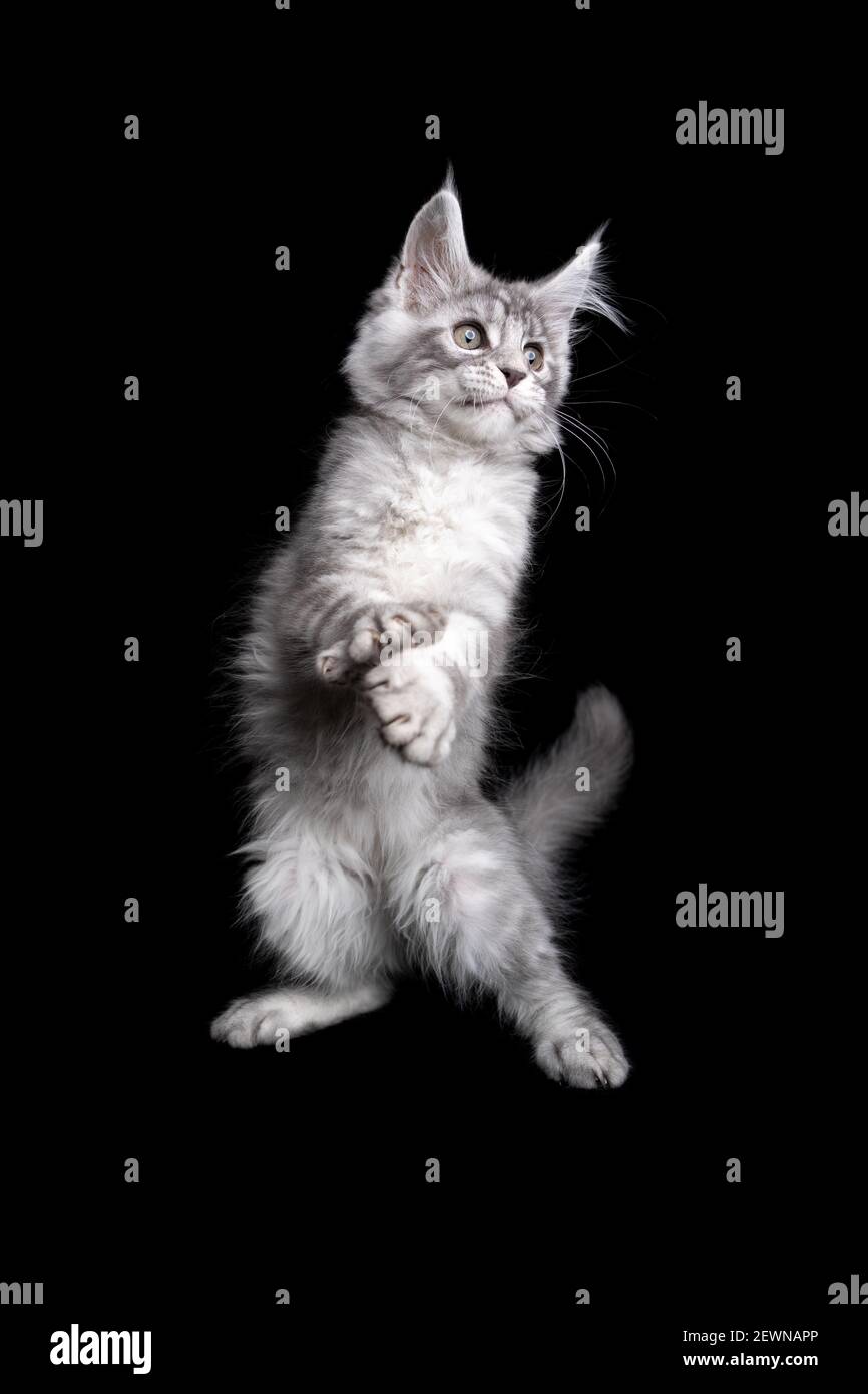 playful silver tabby maine coon kitten dancing on black background with ...