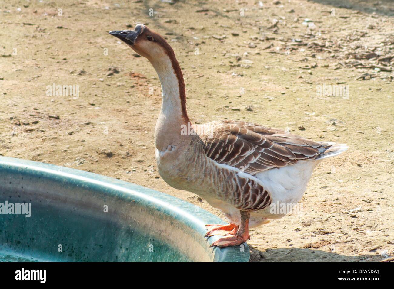 goose in a pen Stock Photo - Alamy