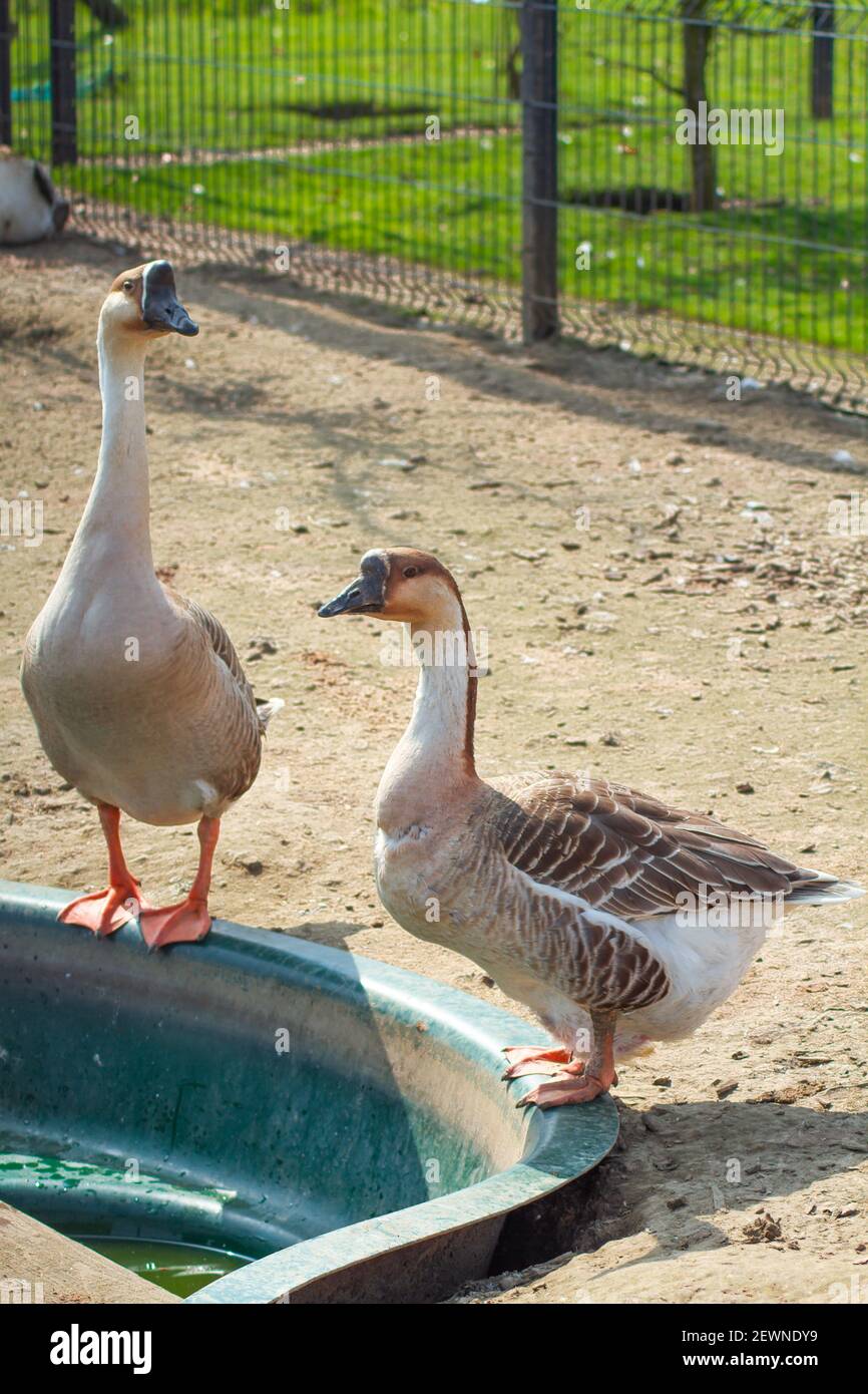 goose in a pen Stock Photo - Alamy