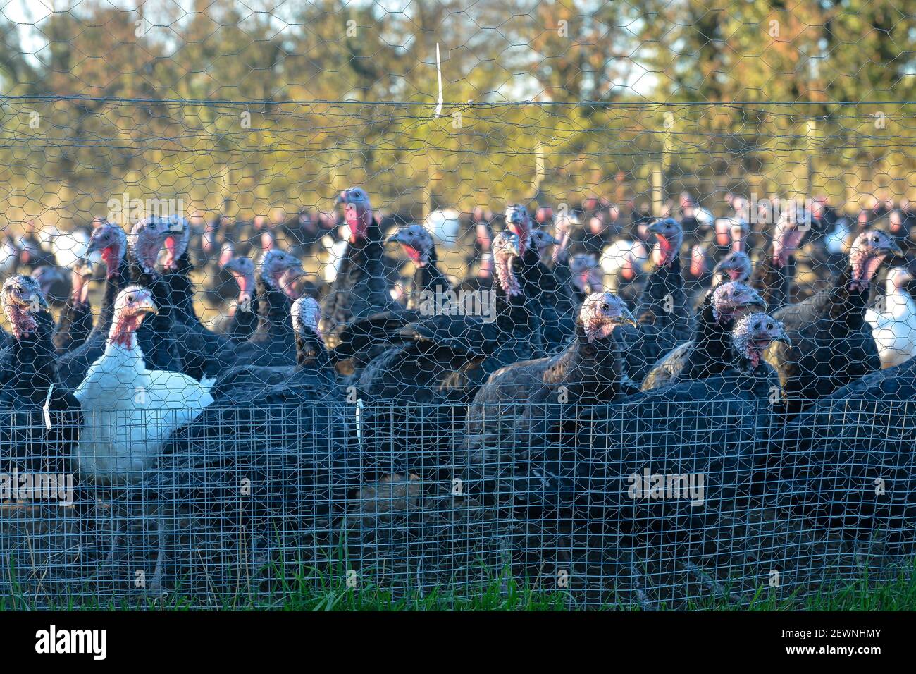 Free range turkeys from Termonfeckin Delicious in Tullyallen, County ...