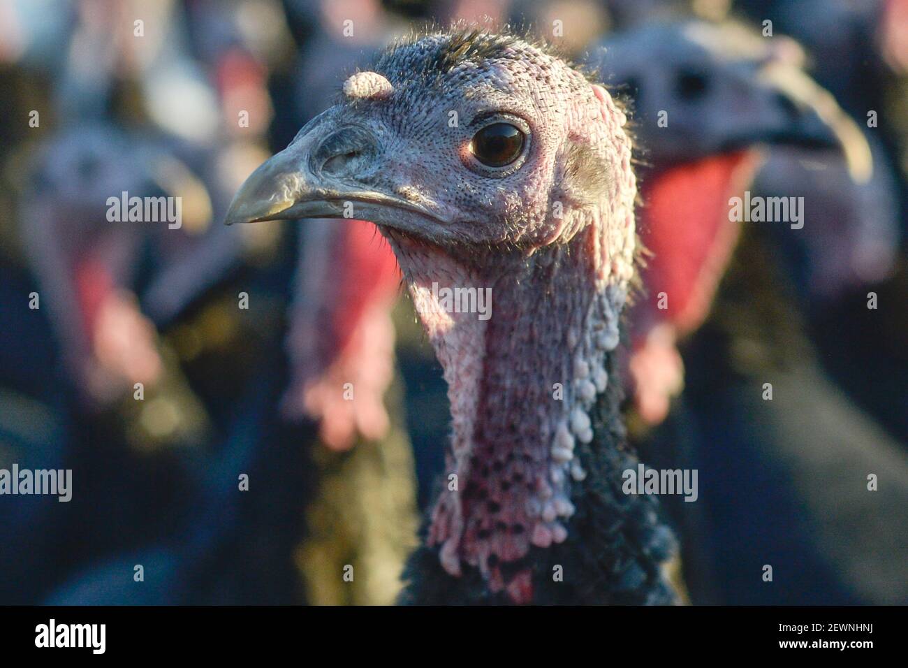Free range turkeys from Termonfeckin Delicious in Tullyallen, County ...