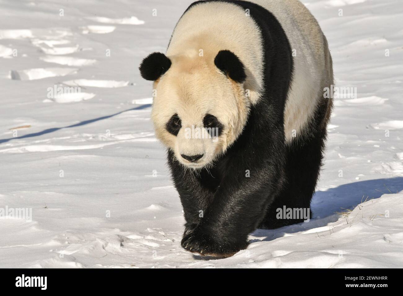 Giant panda Youyou walks at a panda house in Yabuli township, northeast ...