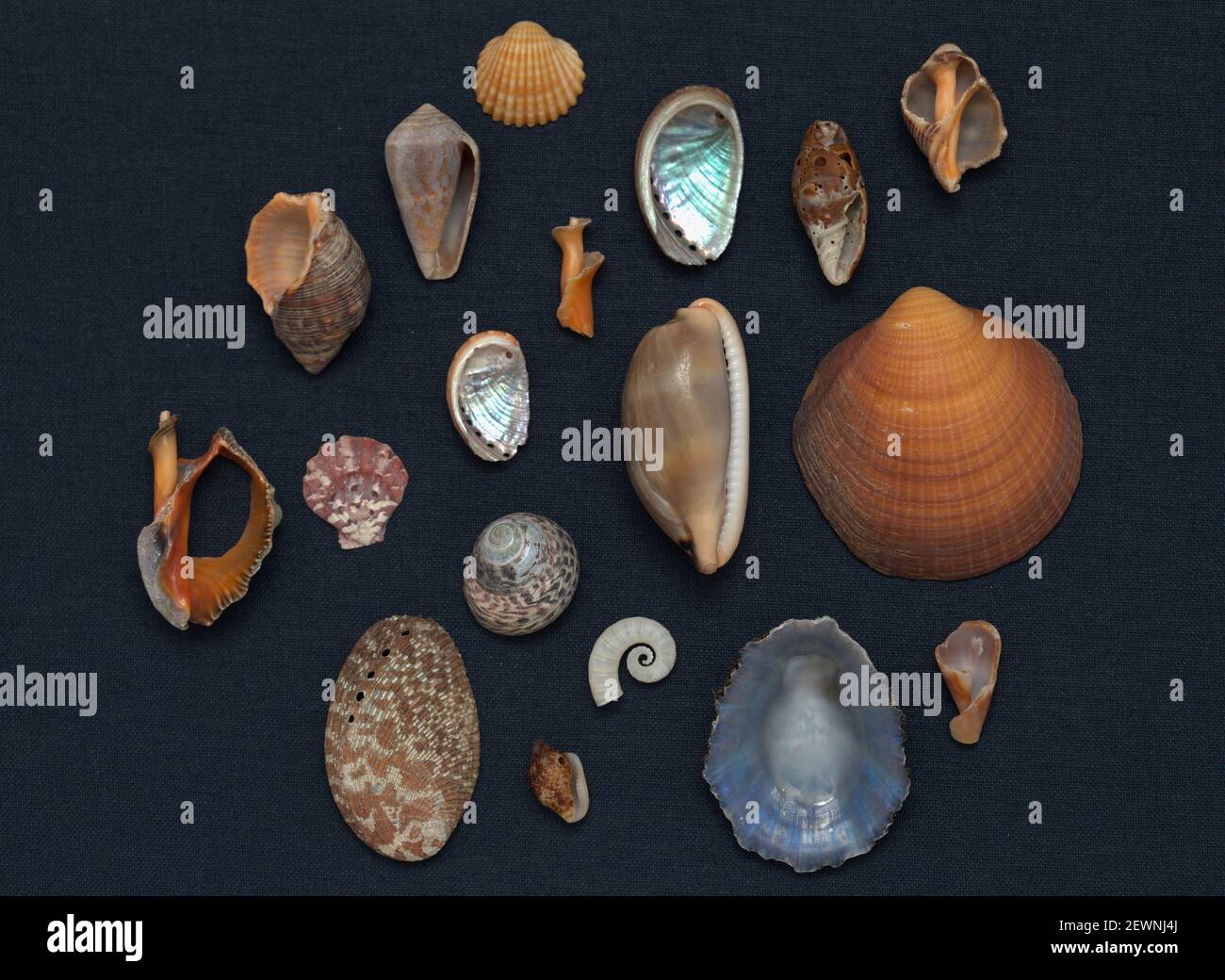 Flat lay arrangements of sea shells and other things collected on ...