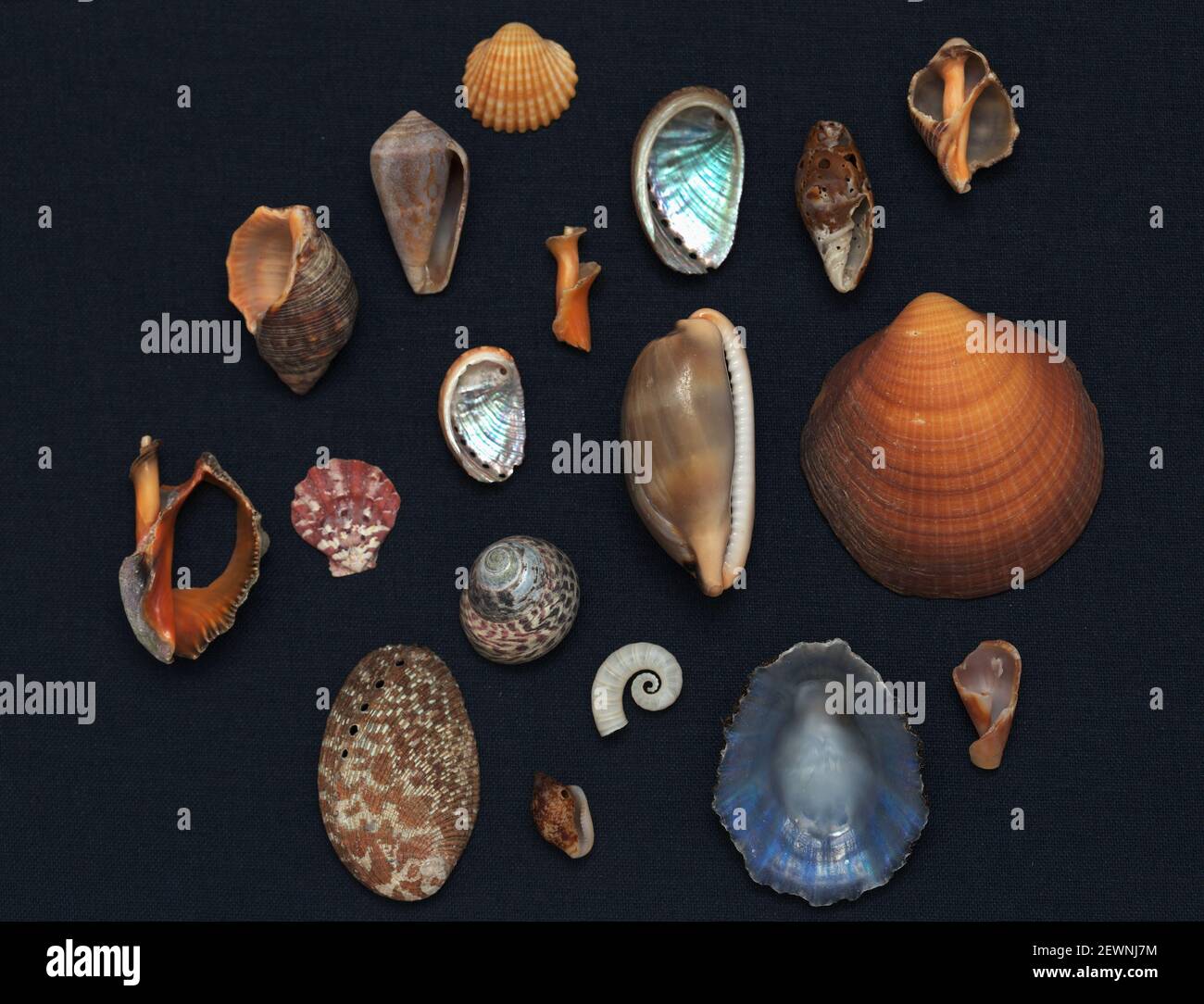 Flat lay arrangements of sea shells and other things collected on ...
