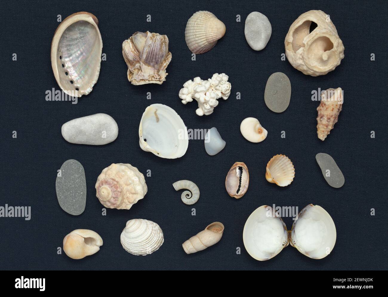 Different type of shells hi-res stock photography and images - Alamy