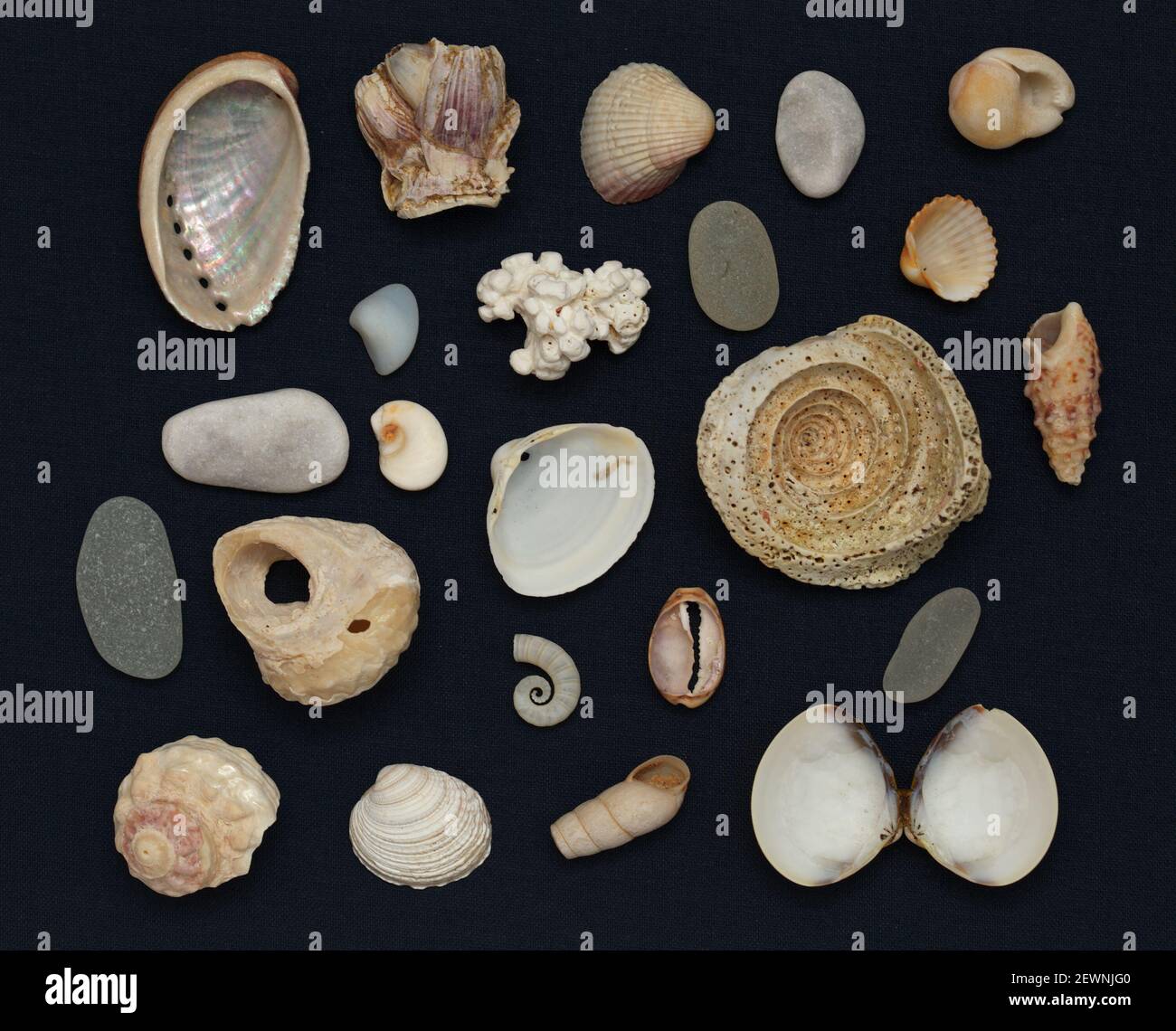 Flat lay arrangements of sea shells and other things collected on ...