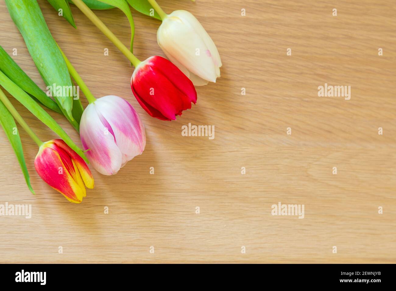 Colorful background with tulips Stock Photo - Alamy