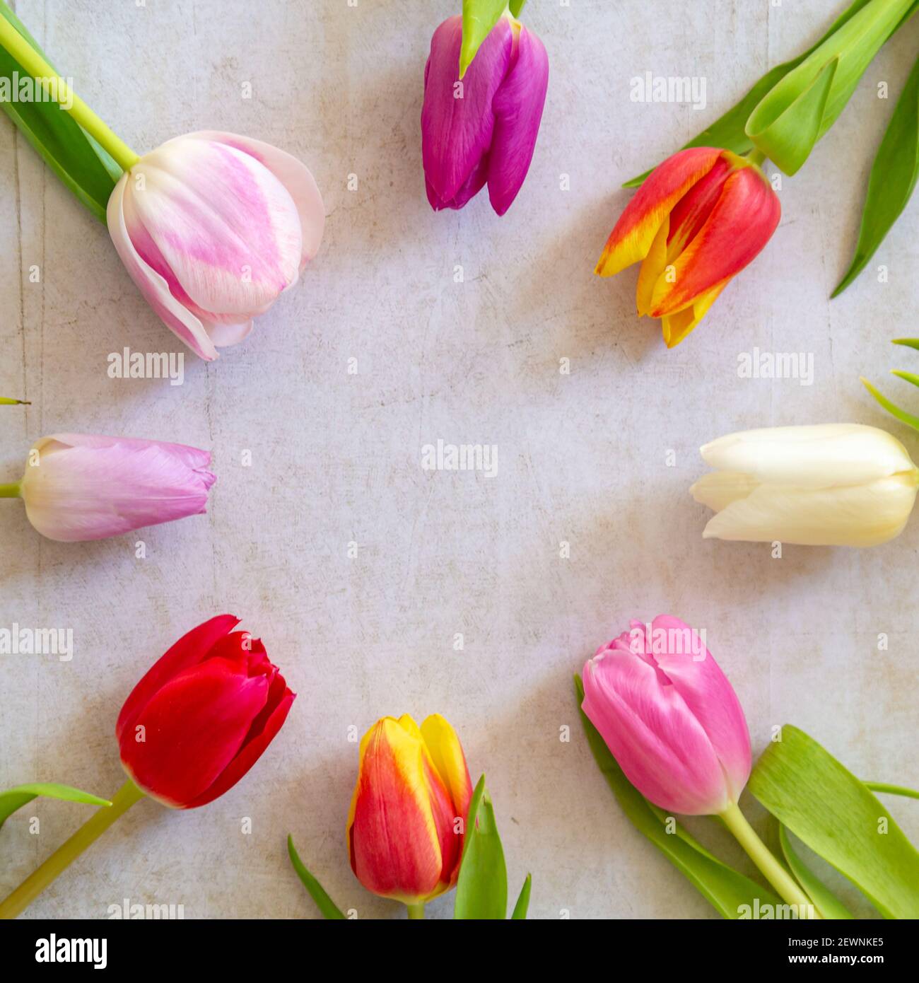 Colorful background with tulips Stock Photo - Alamy