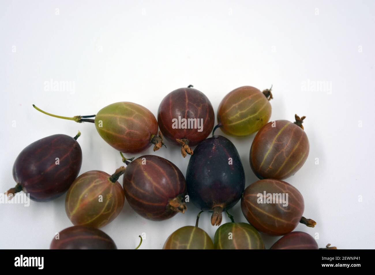 Tick berry hi-res stock photography and images - Alamy