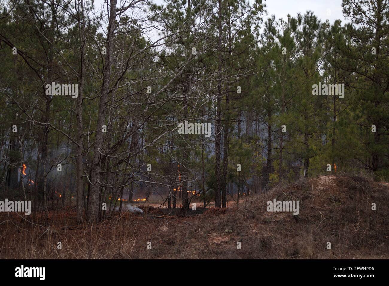 A controlled forest fire burn in the Winter in rural Georgia 2 Stock ...