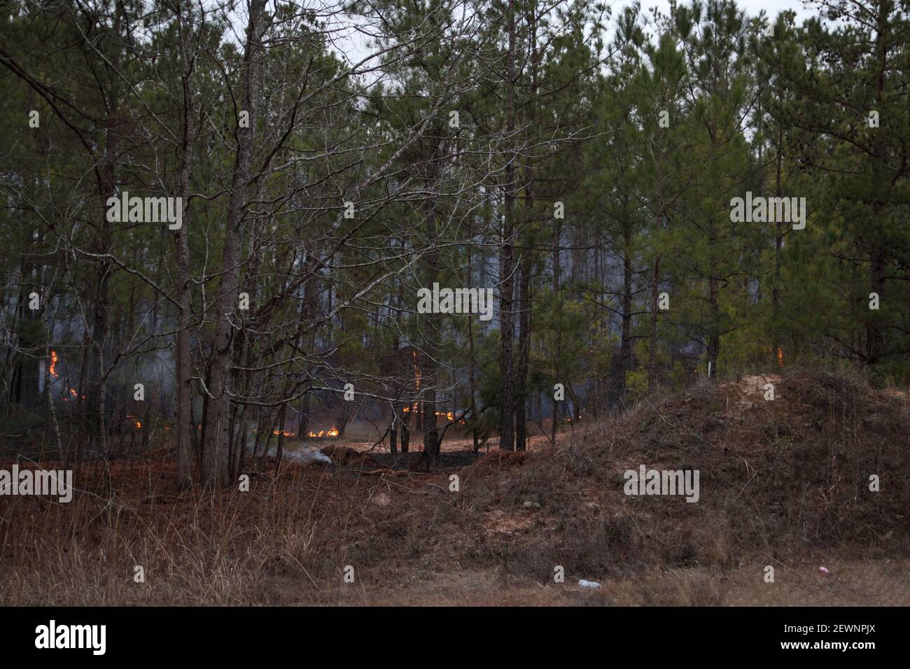 A controlled forest fire burn in the Winter in rural Georgia Stock ...