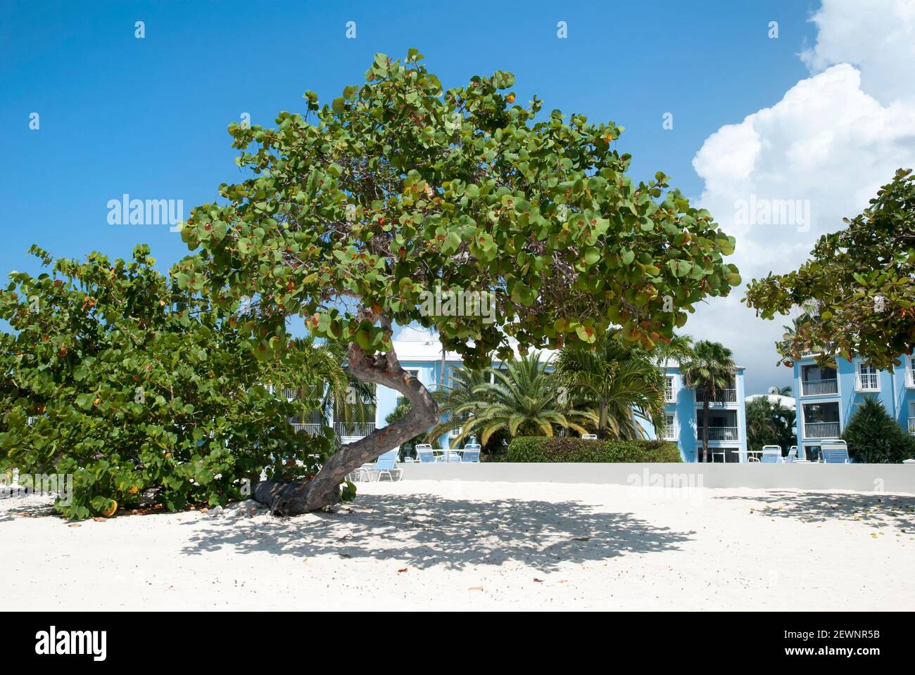 The leaning tree on Grand Cayman island Seven Mile beach (Cayman ...