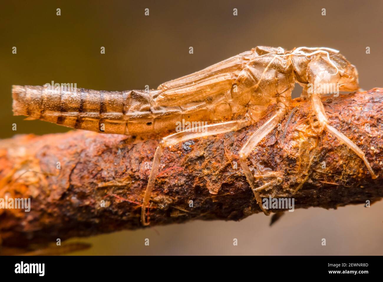 Dragonfly molt hi-res stock photography and images - Alamy