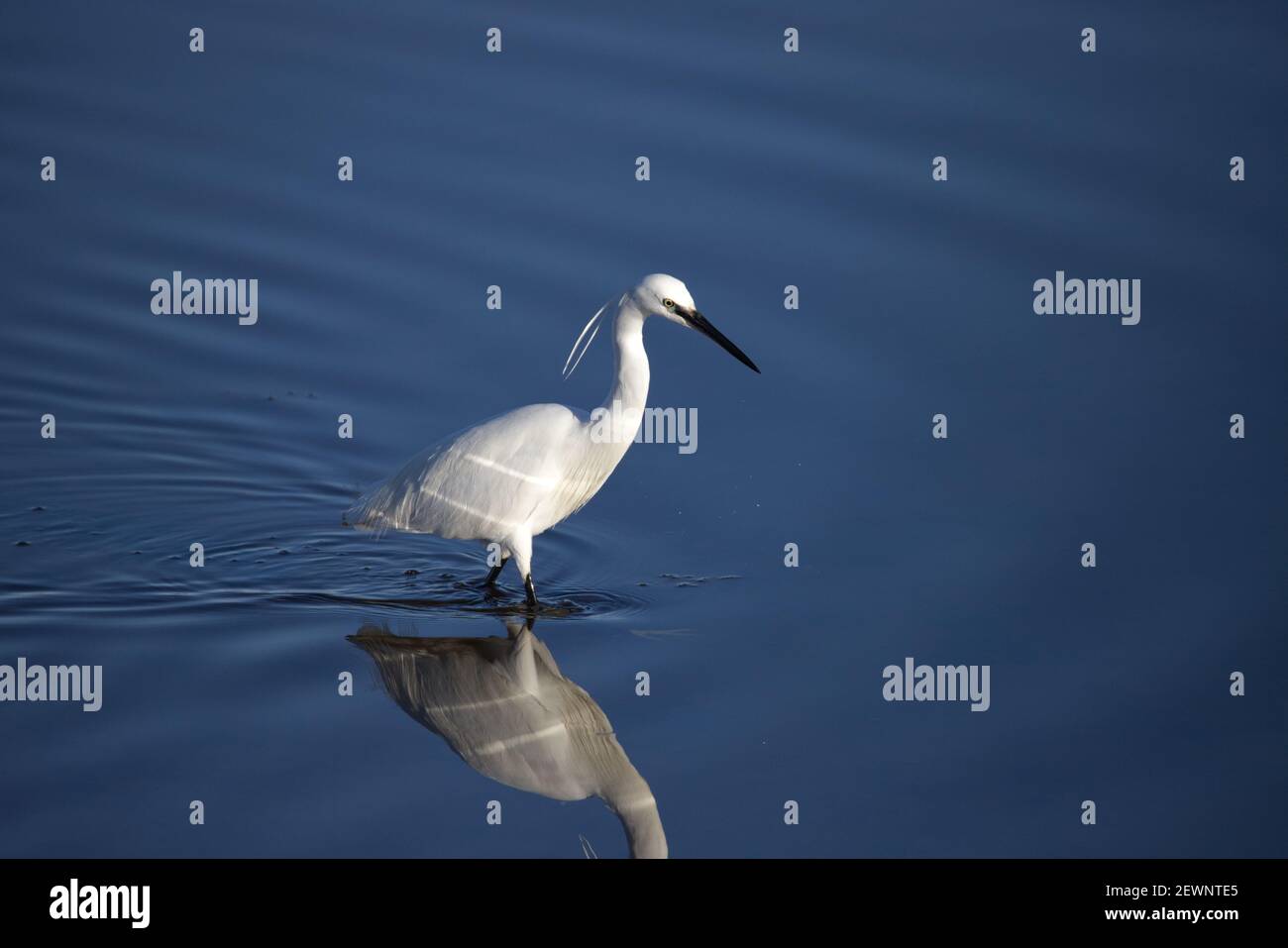 Wading in the shallow water hi-res stock photography and images - Alamy