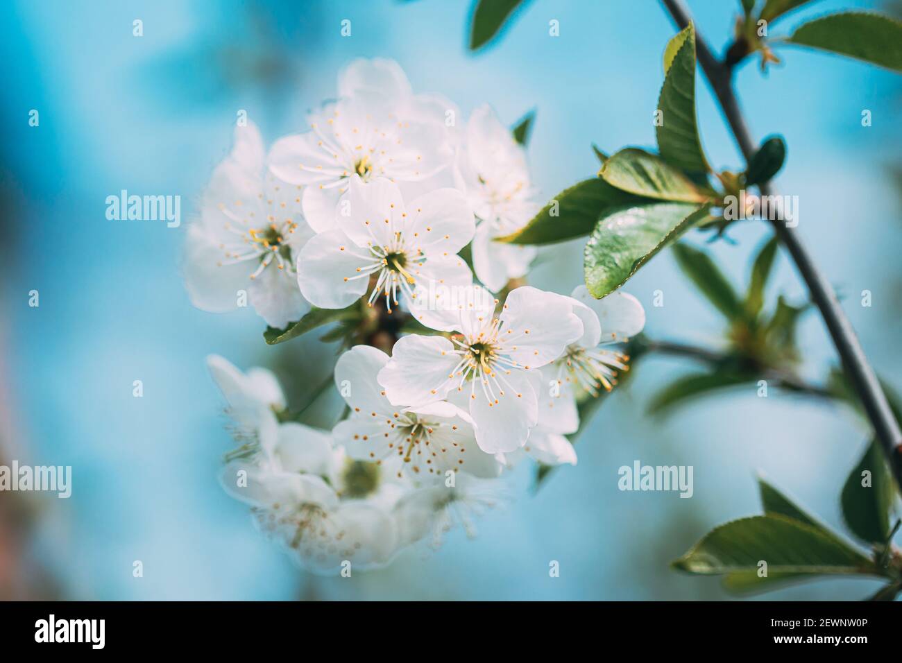 White Young Spring Flowers Of Prunus subg. Cerasus Growing In Branch Of ...