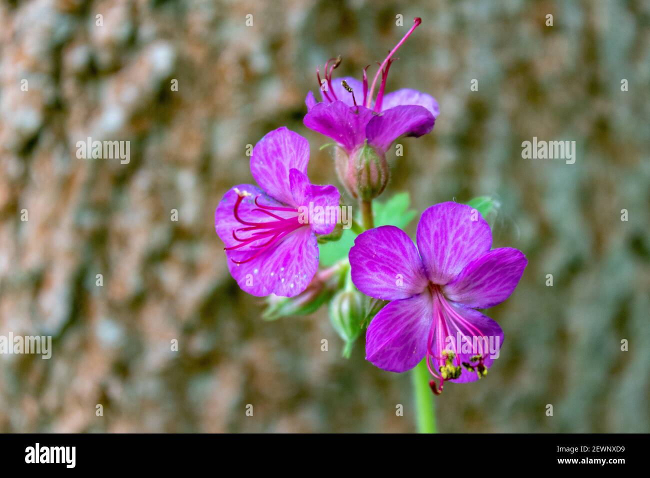 Bigroot hi-res stock photography and images - Alamy