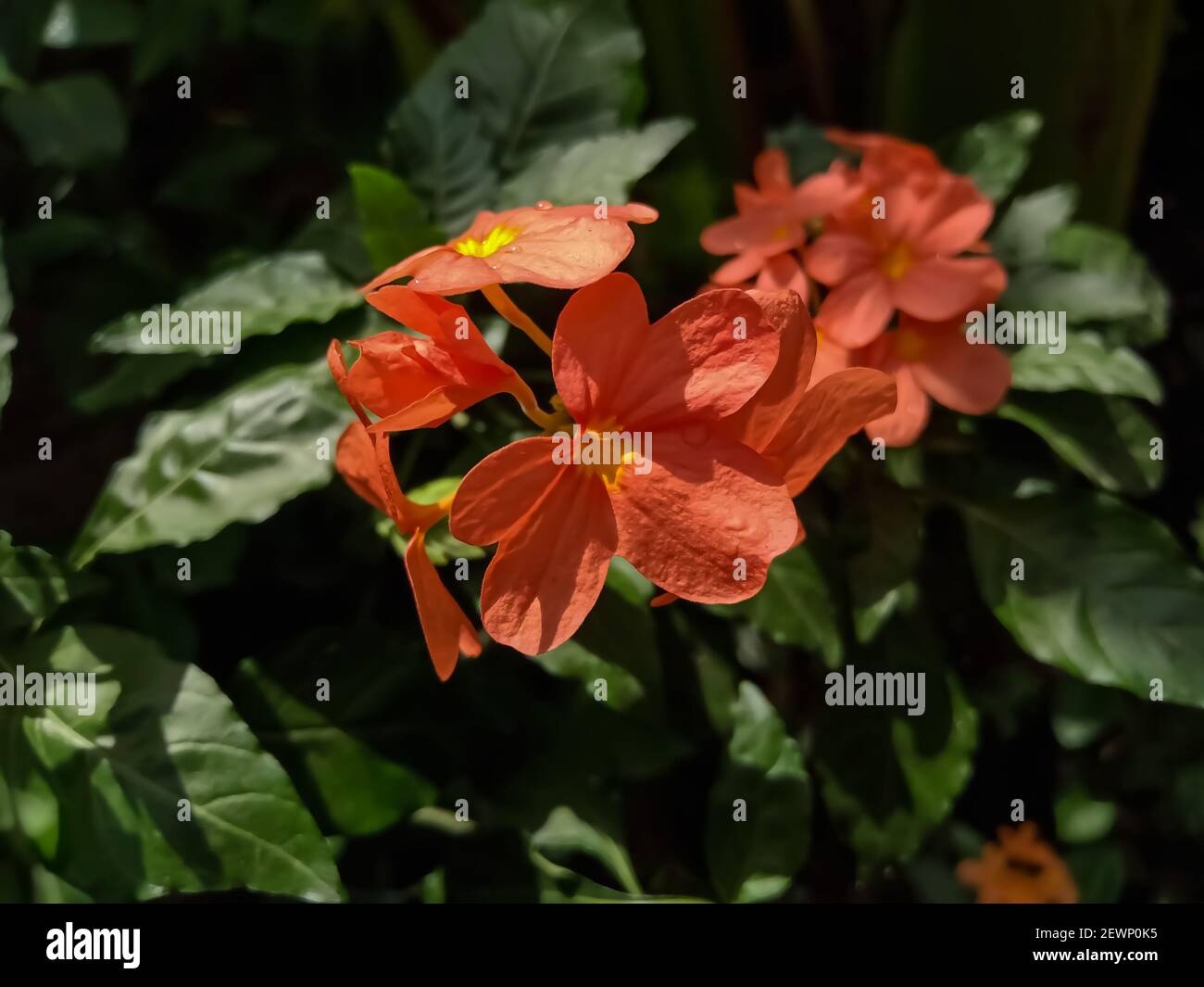 Flowers blooming in the beautiful summer season in Indian village and ...