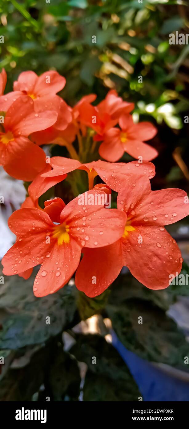 Flowers blooming in the beautiful summer season in Indian village and ...