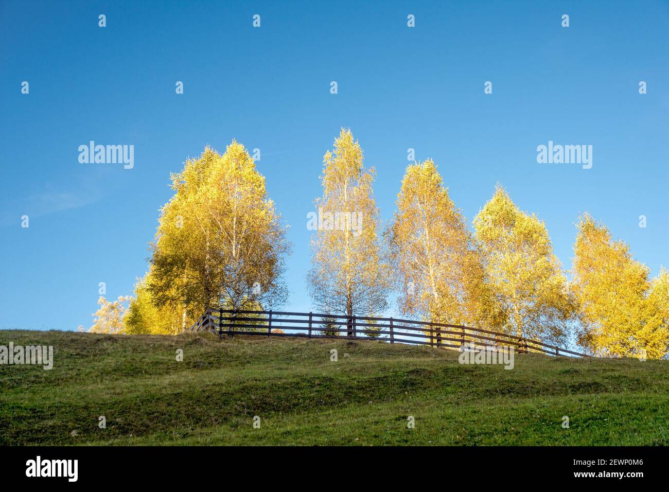 Row of golden trees hi-res stock photography and images - Alamy