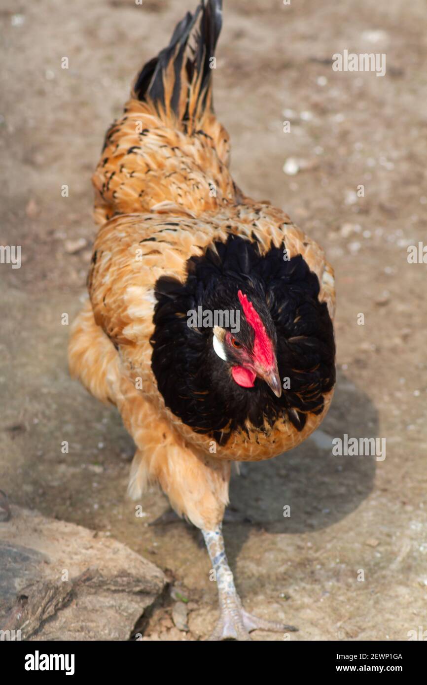 rooster in a pen Stock Photo - Alamy
