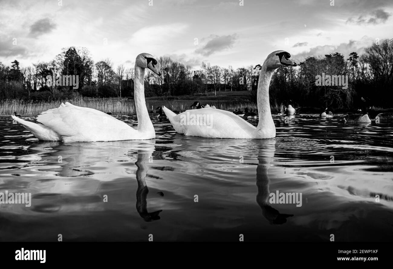 Large White British Mute Swan Swans low water level view close up macro ...