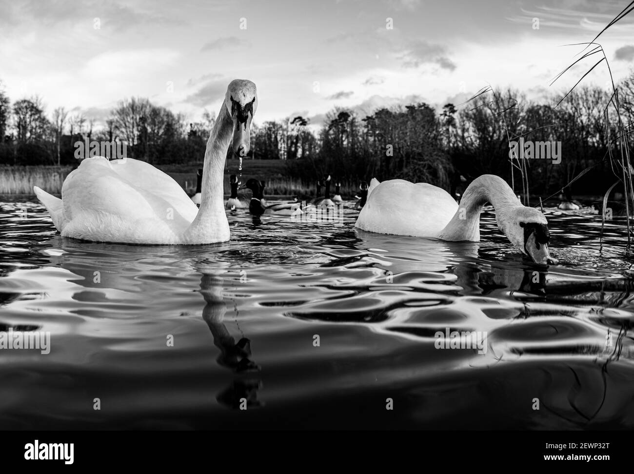 Large White British Mute Swan Swans low water level view close up macro ...