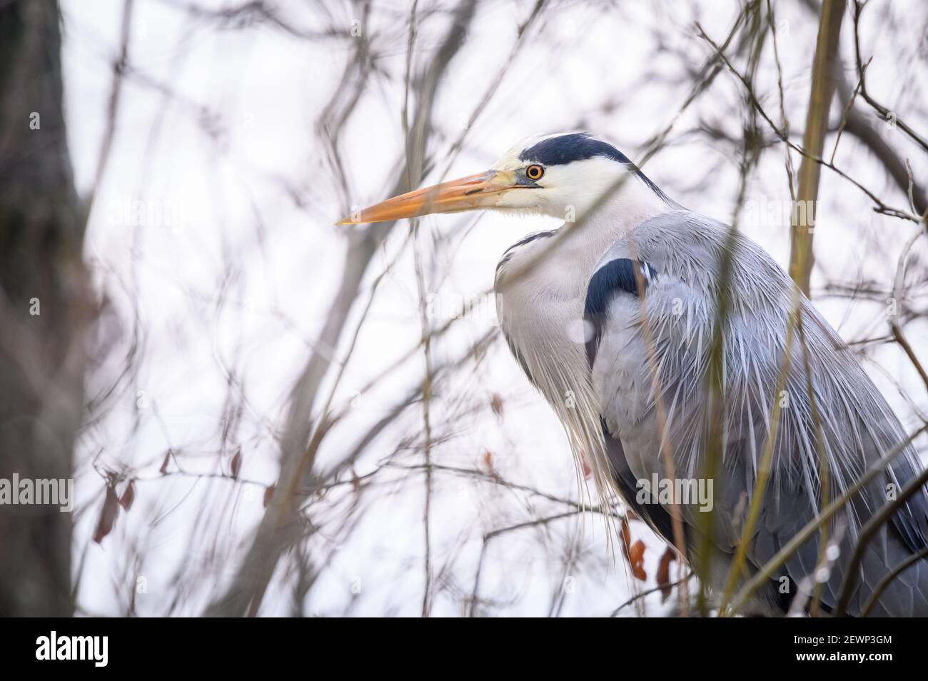 Heron, Sale Water Park Stock Photo - Alamy