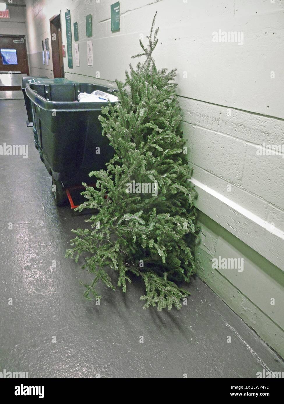 A poor, lonesome, discarded Christmas tree is seen in the trash area of ...