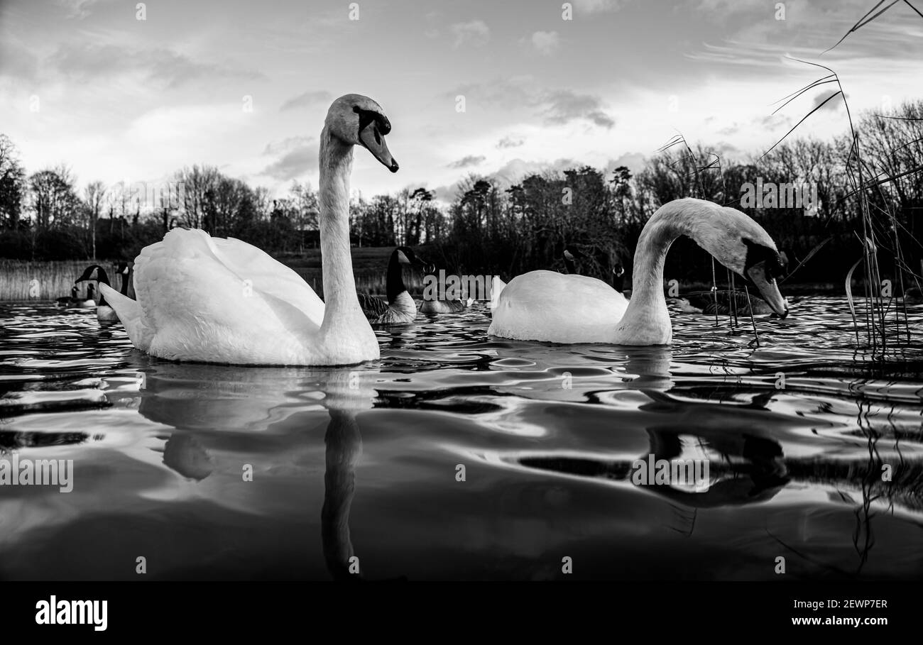 Large White British Mute Swan Swans low water level view close up macro ...