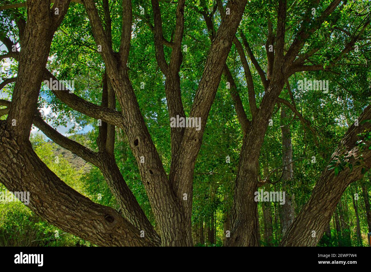 The trees in a park Stock Photo - Alamy