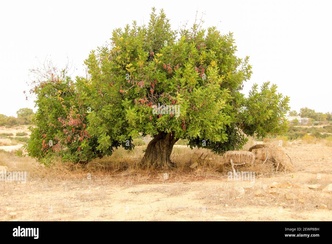 Beautiful Ceratonia Siliqua tree in the countryside under the sun in ...