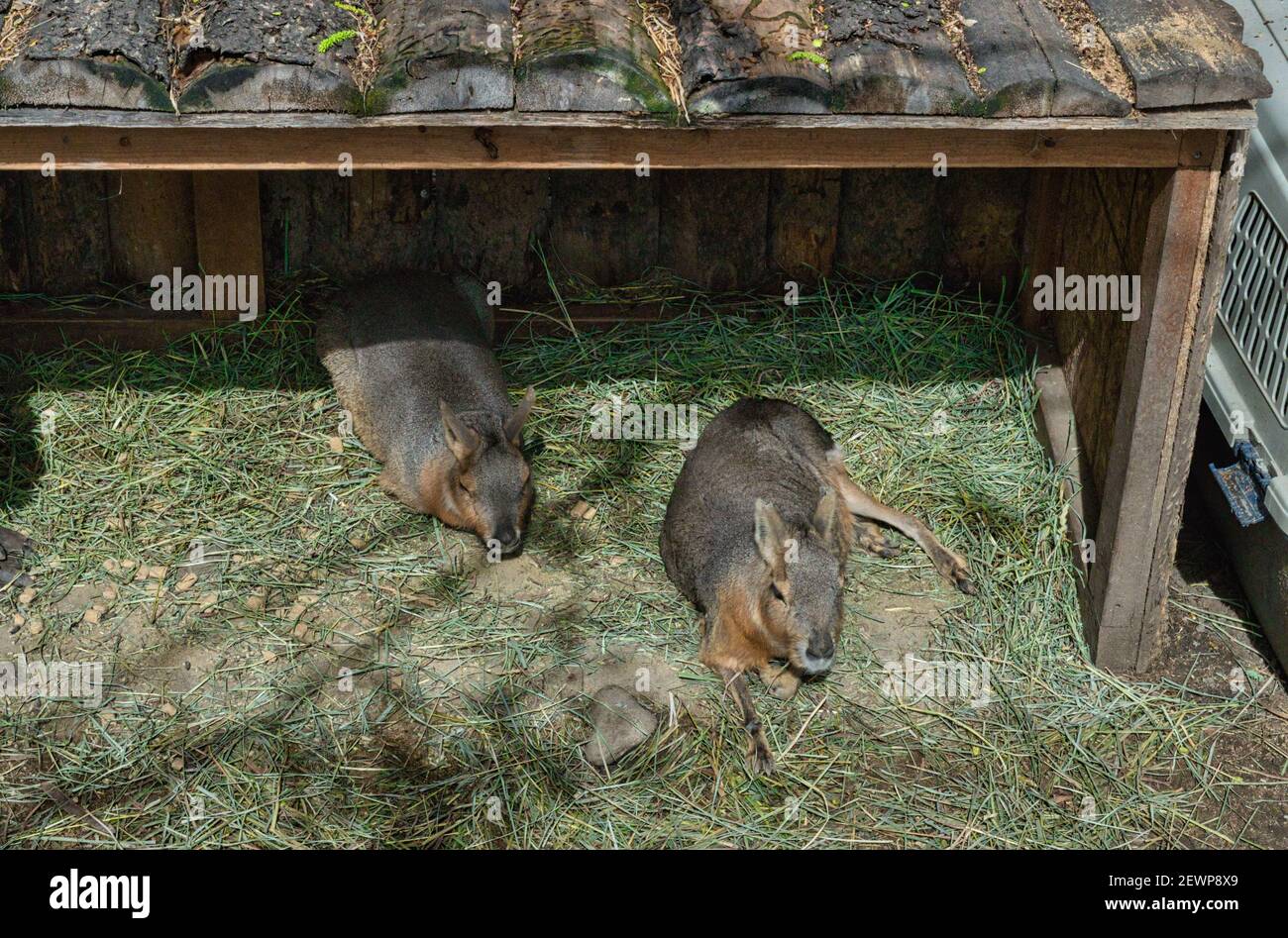 Patagonian mara predator hi-res stock photography and images - Alamy