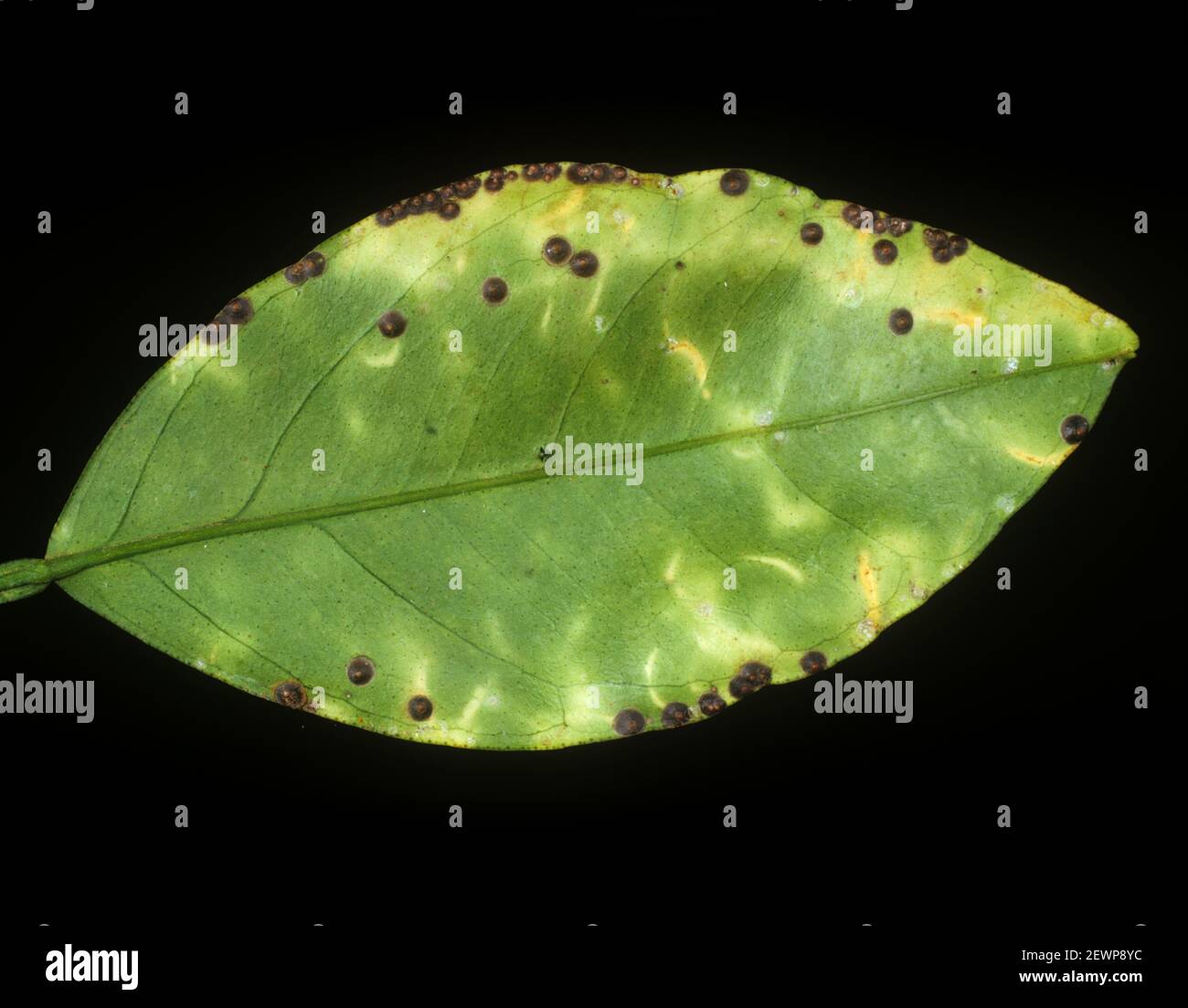 Armoured Insect High Resolution Stock Photography and Images - Alamy