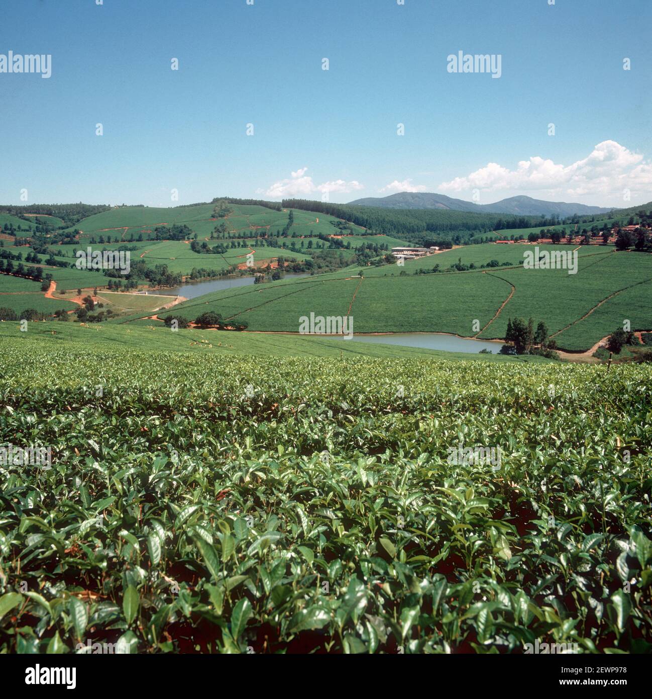 Rolling hill landscape with lakes and tea plantations on a fine day in ...