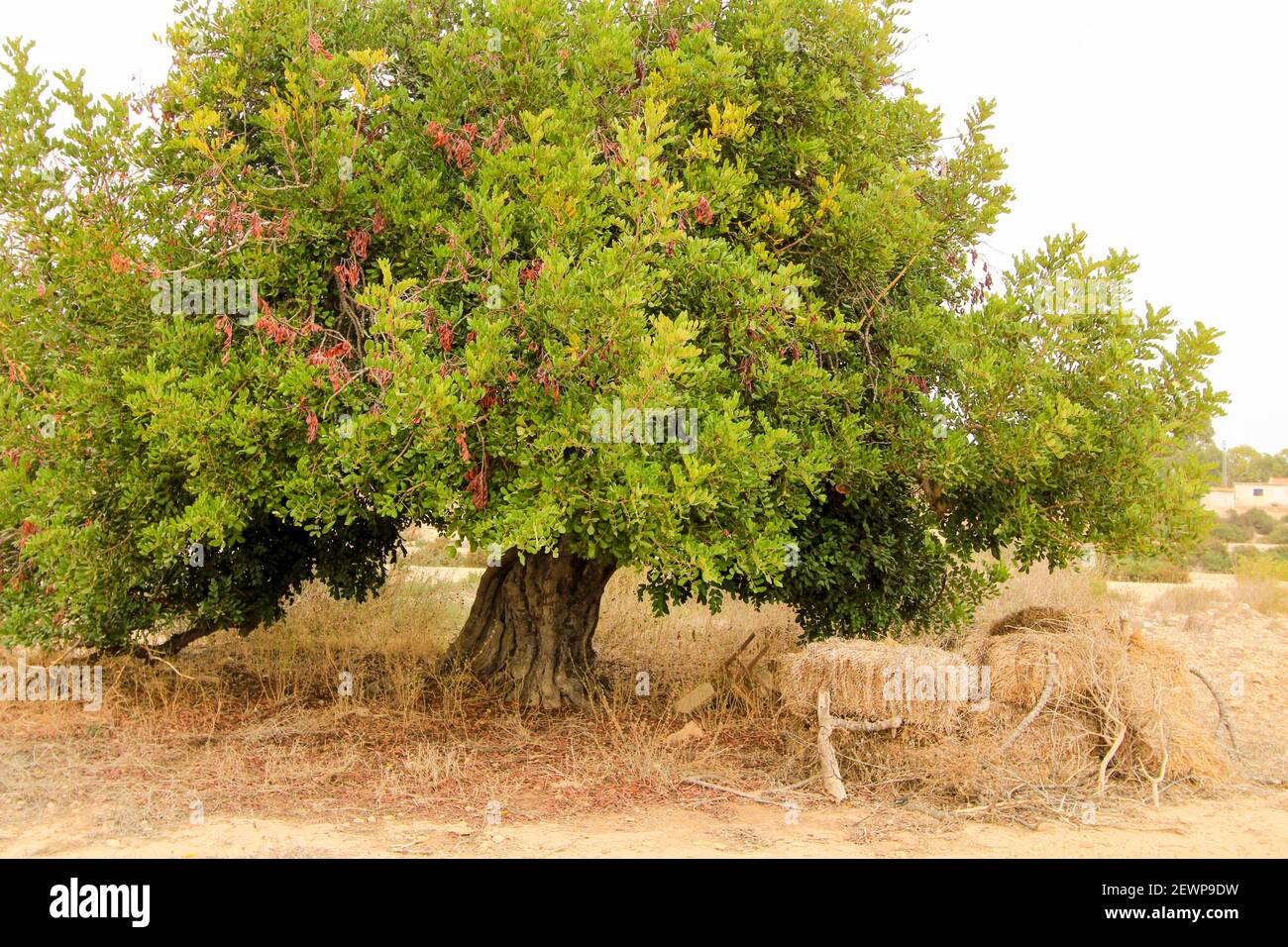 Beautiful Ceratonia Siliqua tree in the countryside under the sun in ...