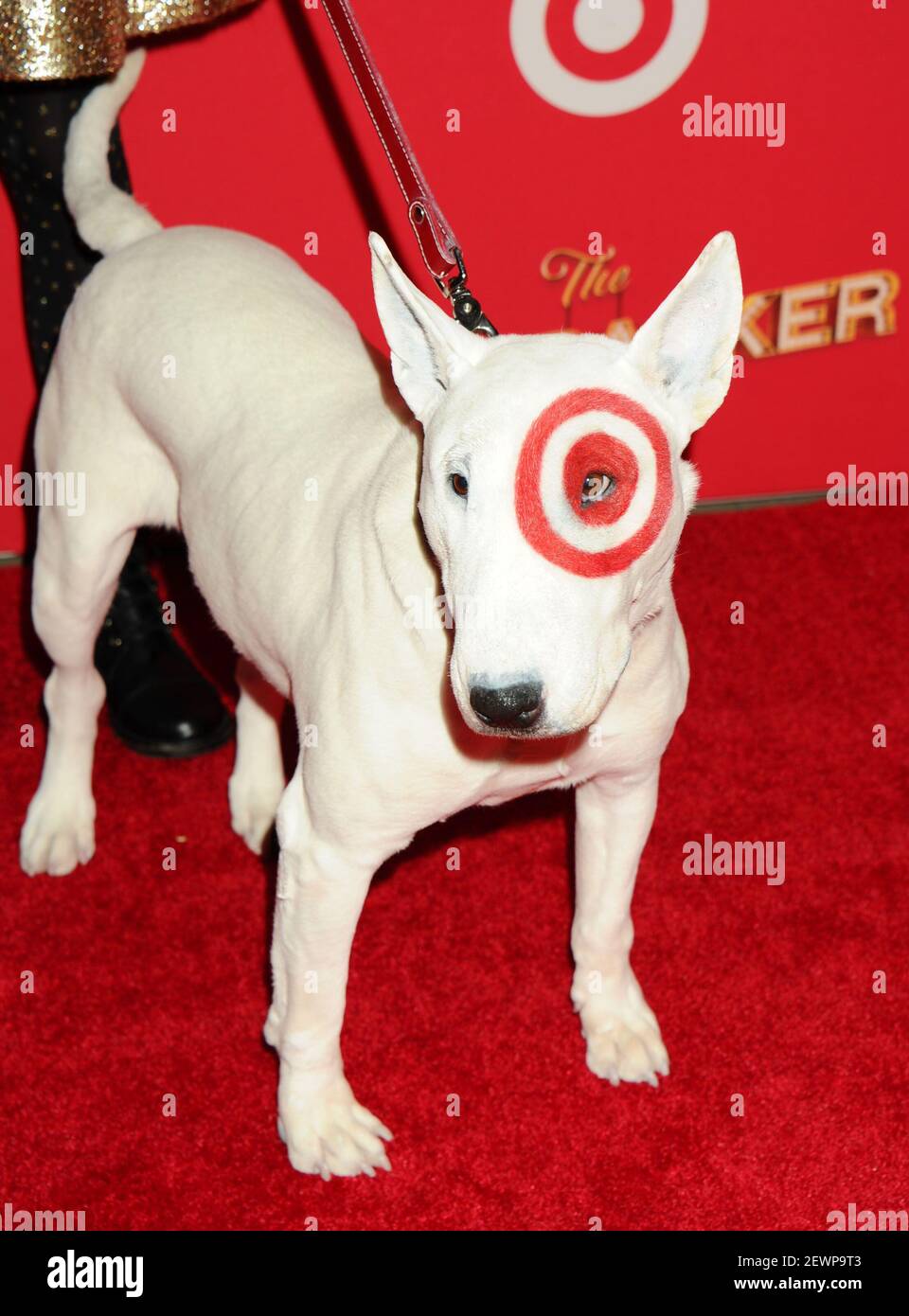 Bullseye the Target Dog attends the World Premiere of Target's ...